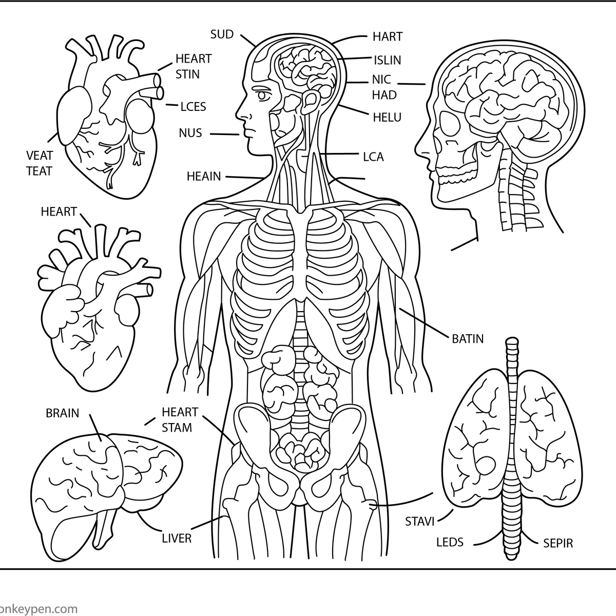 human body coloring pages for preschoolers