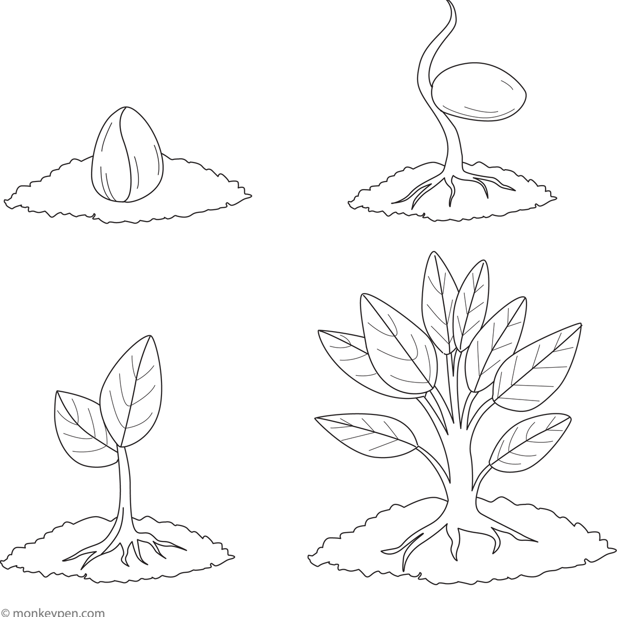 germination coloring pages