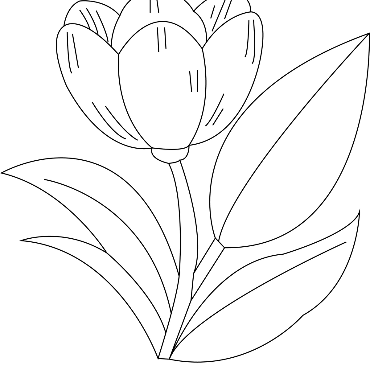 tulip colouring