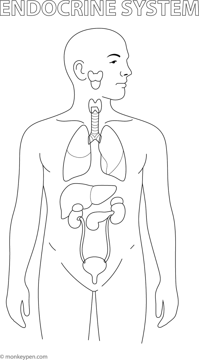 endocrine system coloring sheet
