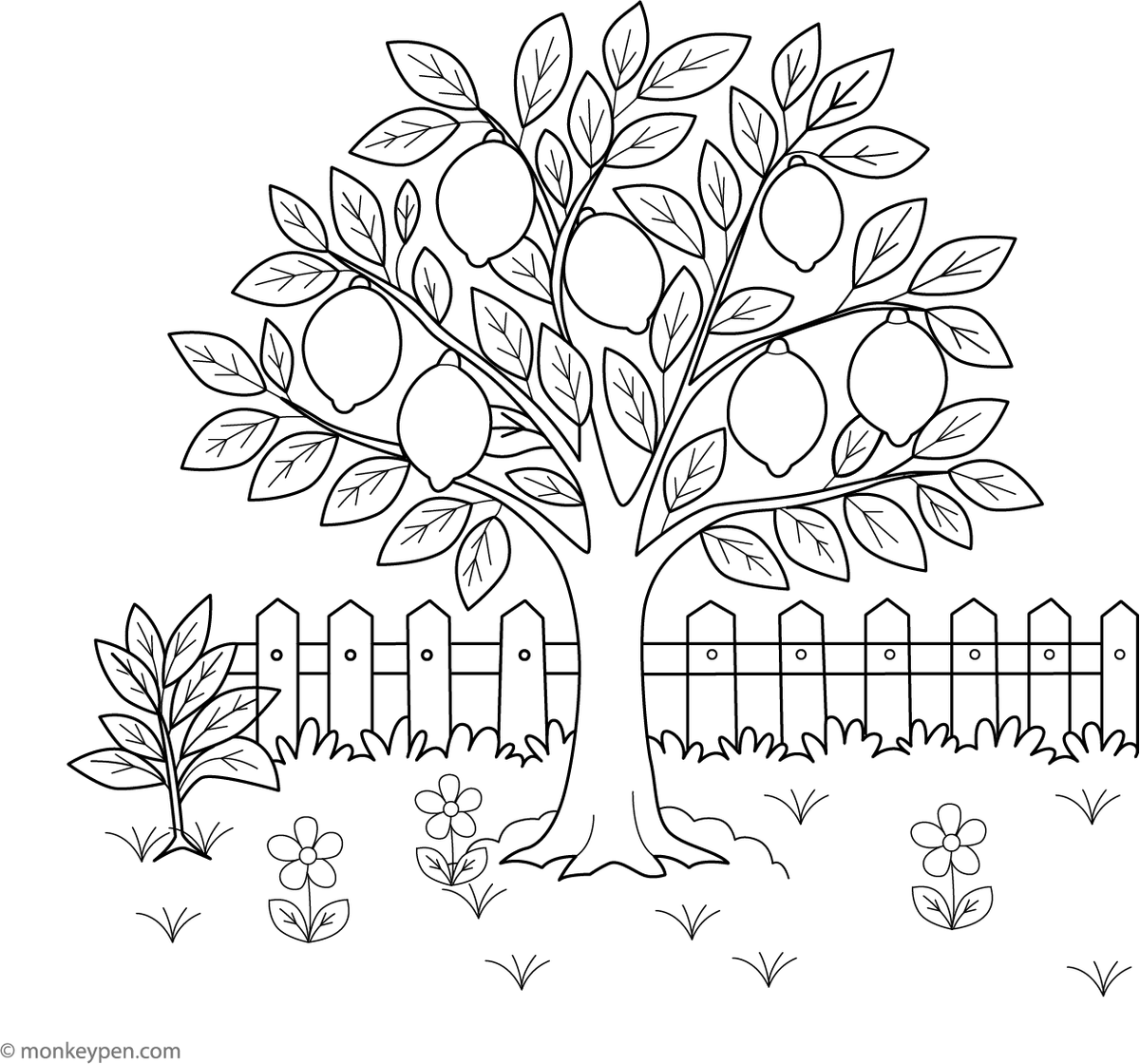 Lemon Tree in Garden | Free Coloring Pages