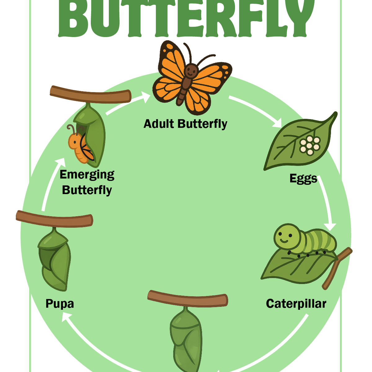 Lifecycle of Butterfly Educational Poster for Children