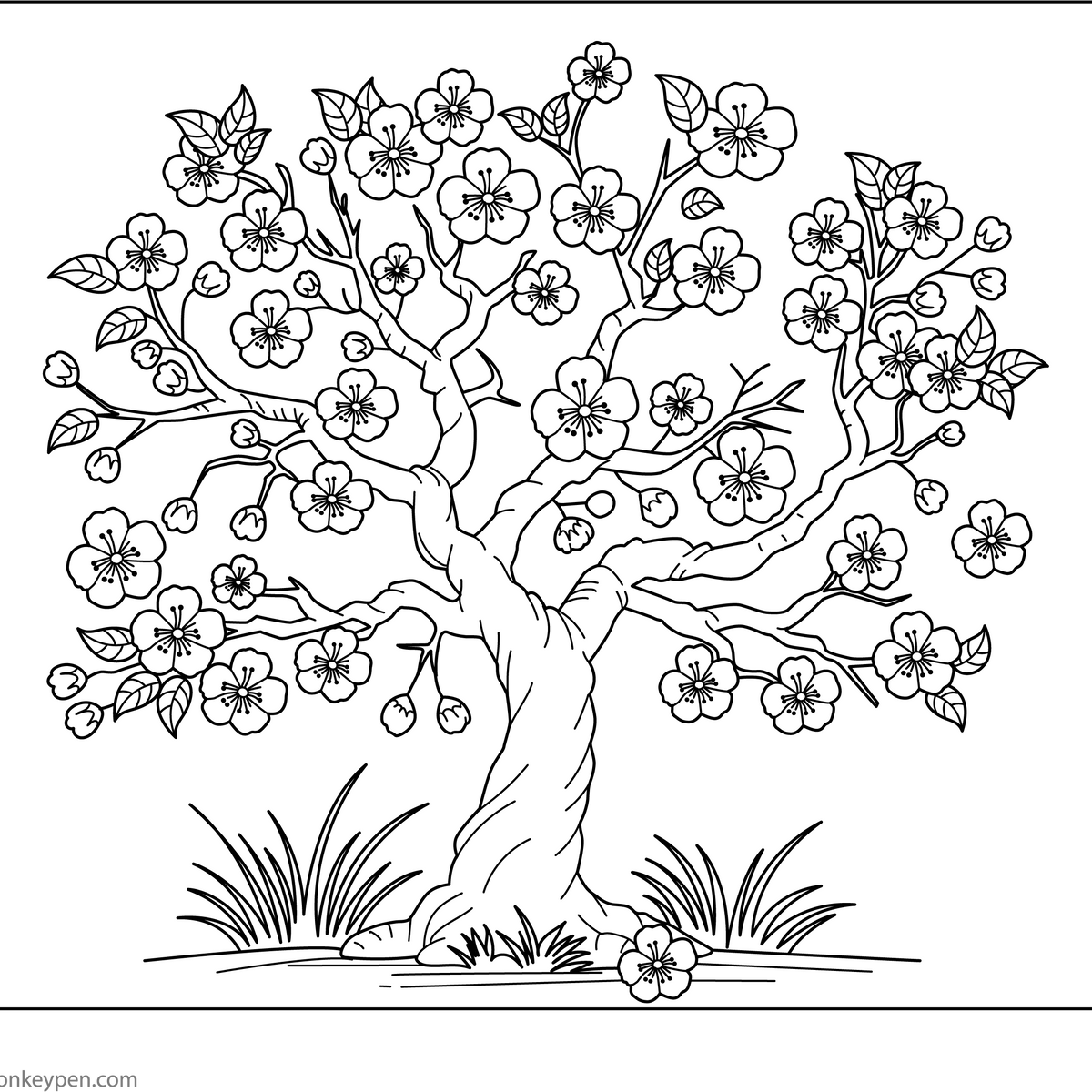 cherry blossom tree coloring book