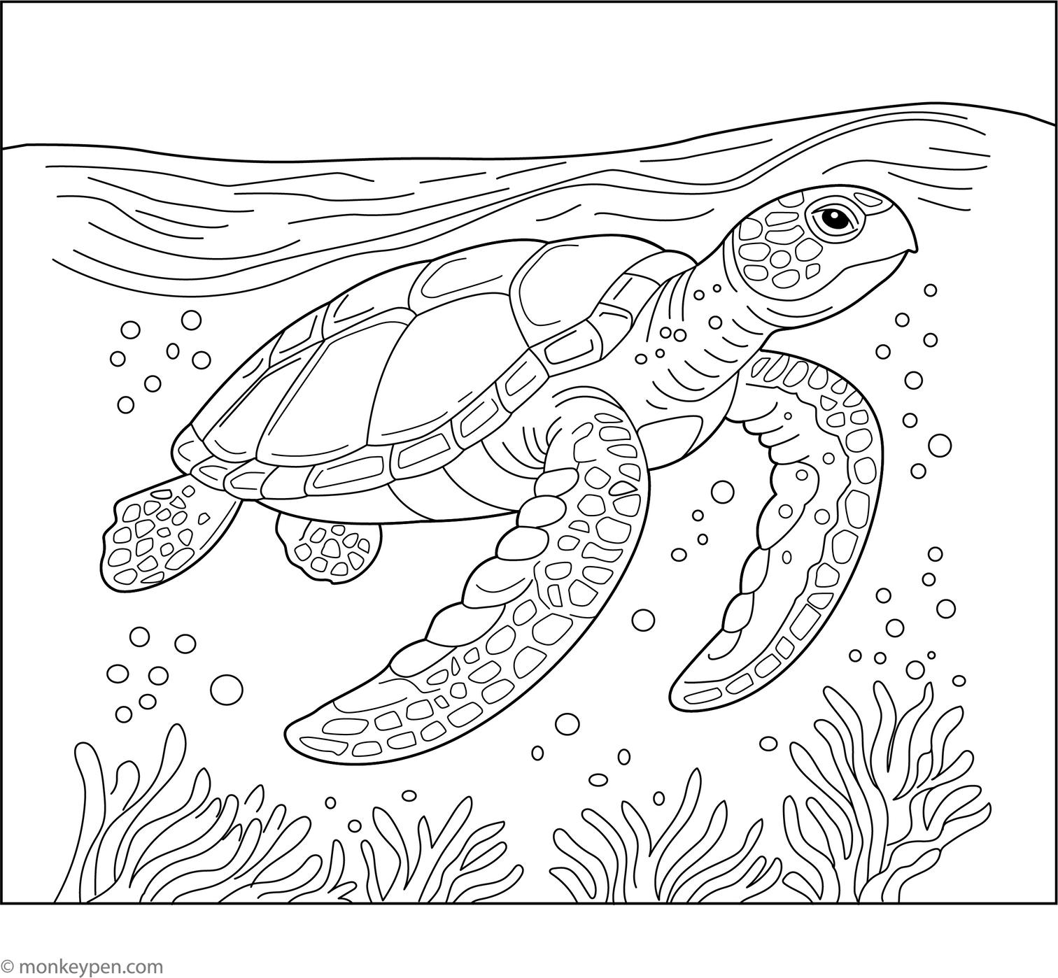 Hawksbill Turtle - Free Printable Coloring Page