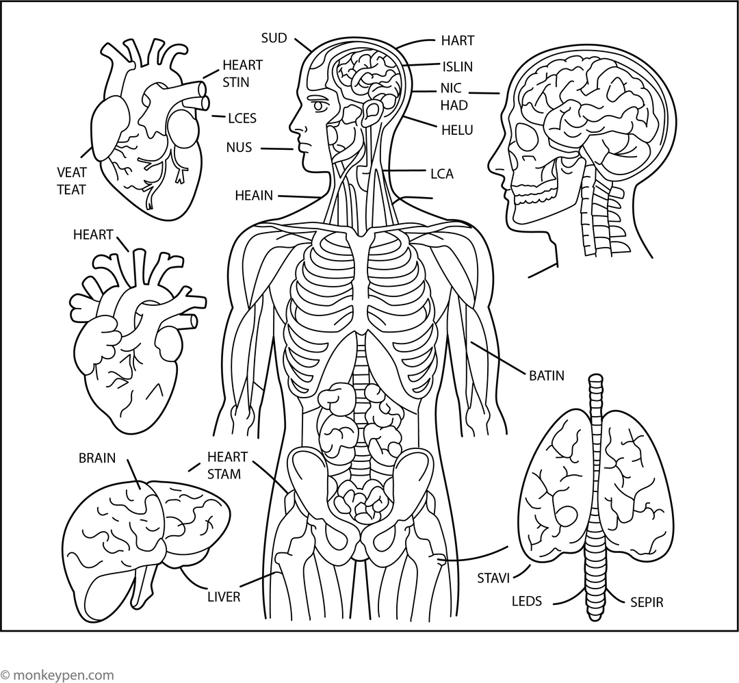 Human Body Anatomy Coloring Page