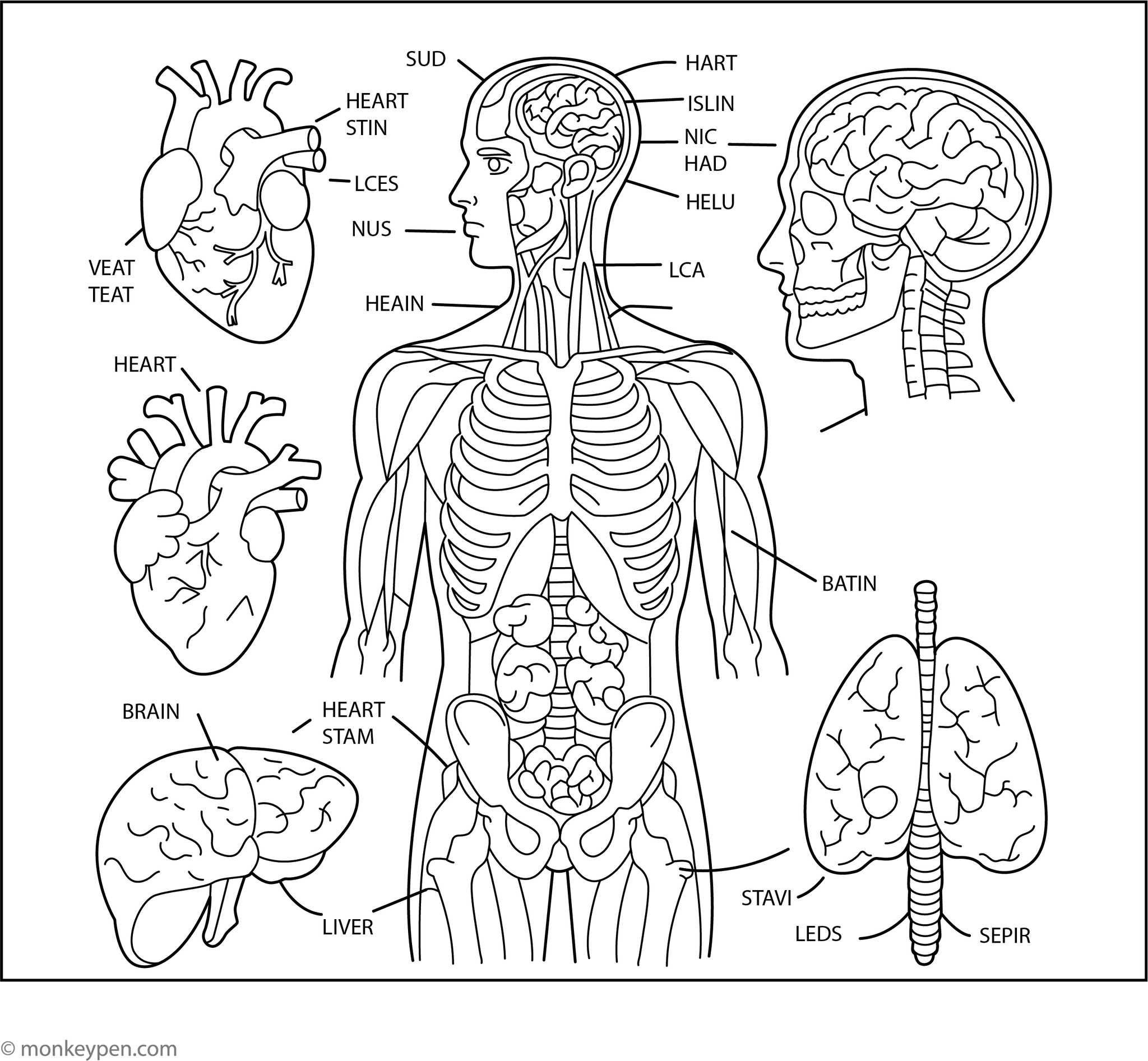 Human Body Anatomy Coloring Page