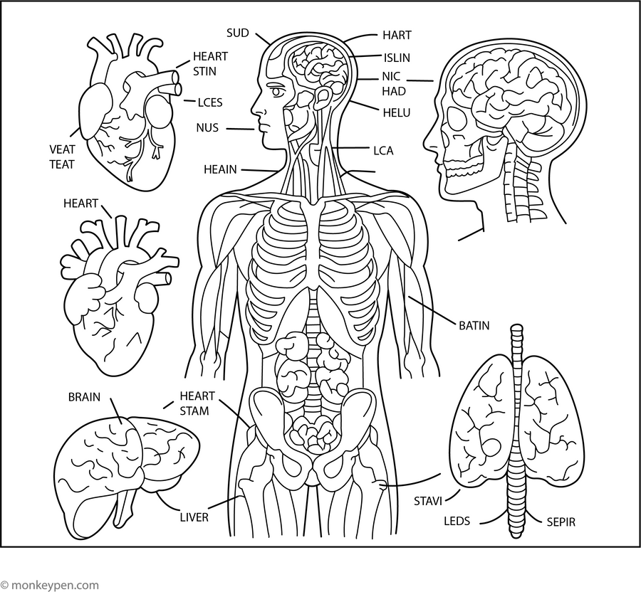 Human Body Anatomy Coloring Page