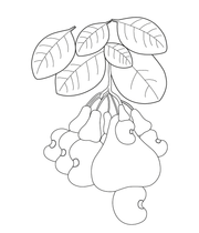Cashew Fruit Coloring Picture - Free Coloring Page Printable