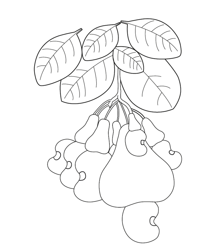 Cashew Fruit Coloring Picture - Free Coloring Page Printable