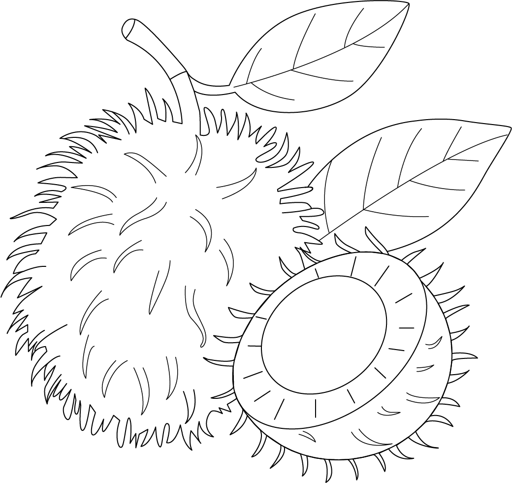 Rambutan Fruit Coloring Page – Free Printable PDF for Kids