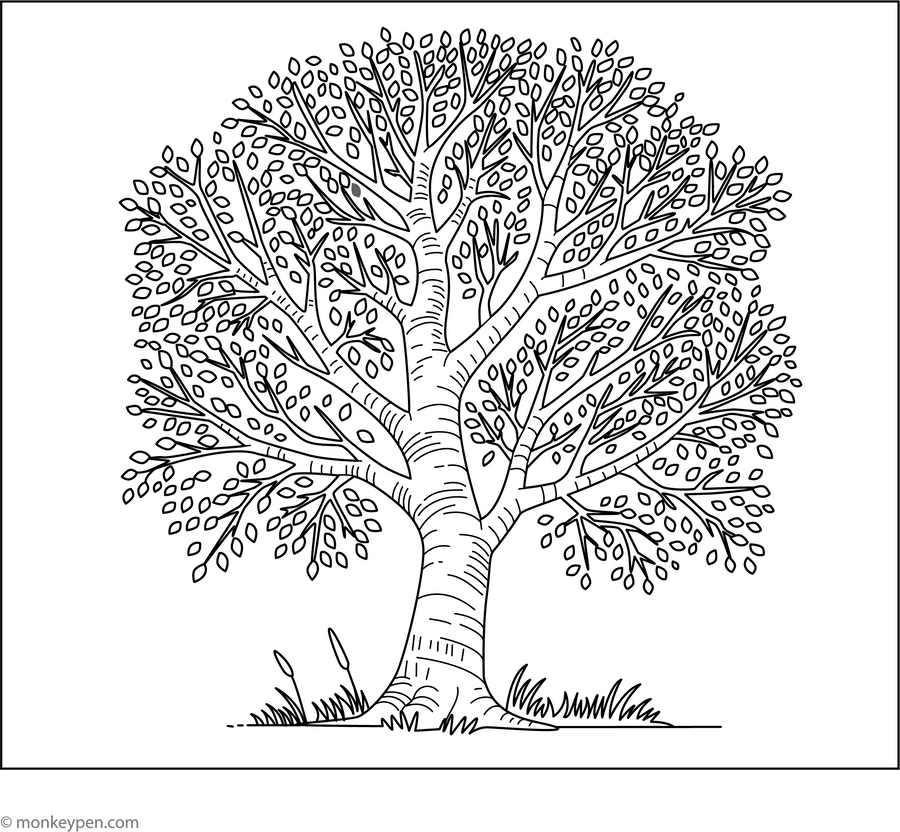 Free Printable Birch Tree Coloring Page for Kids Fun