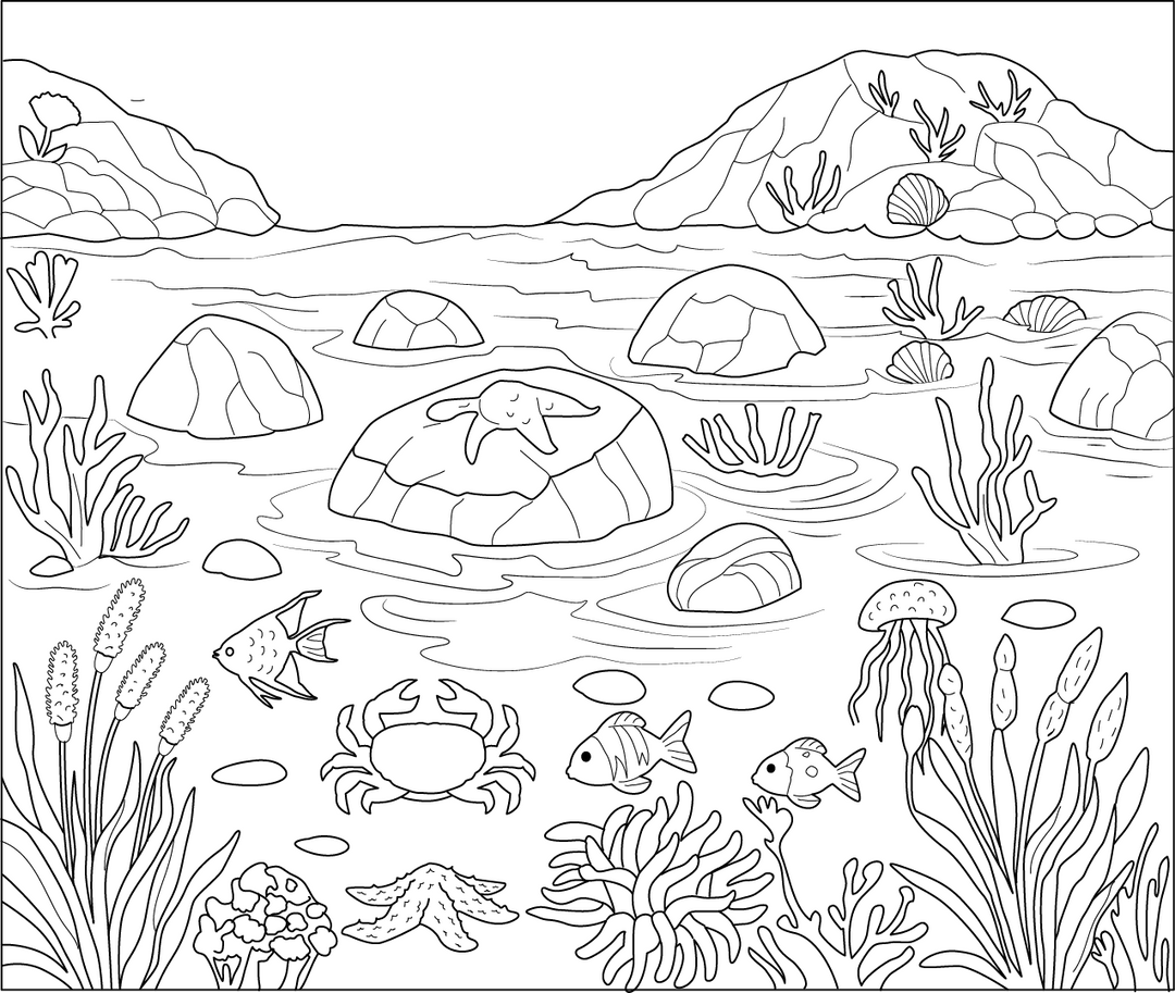 Tide Pool Coloring Page – Free Printable PDF for Kids