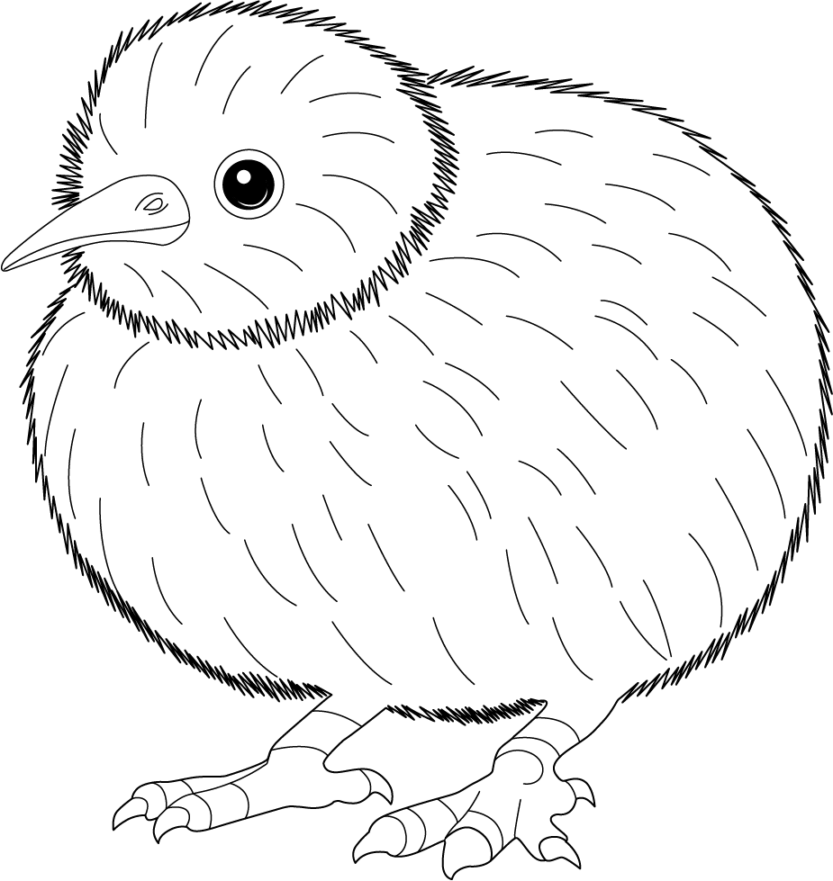 Kiwi Bird Coloring Page – Free Printable PDF for Kids
