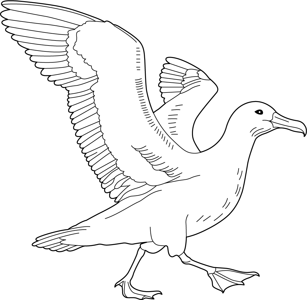 Albatross Coloring Page – Majestic Sea Bird Printable for Kids