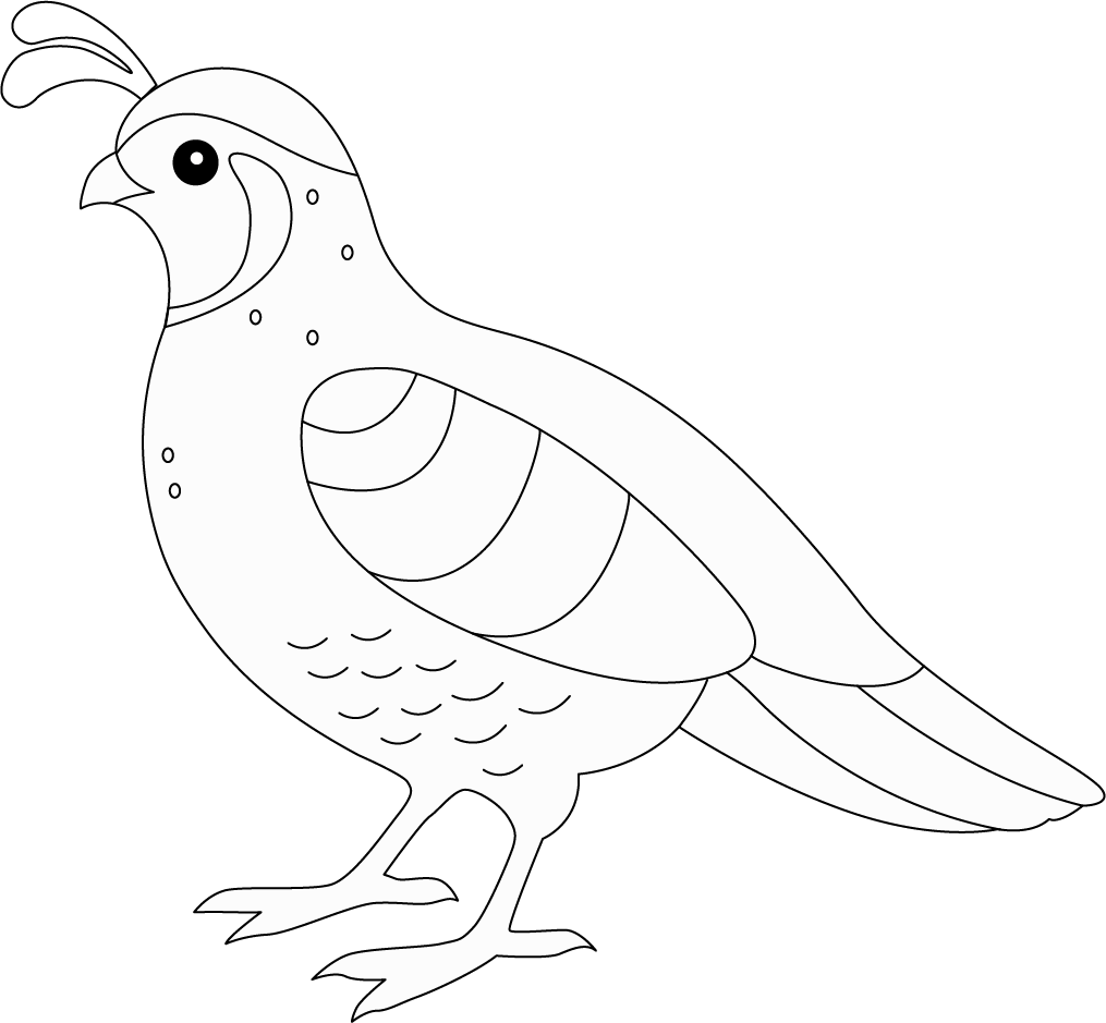 Quail Coloring Page – Free Printable PDF for Kids