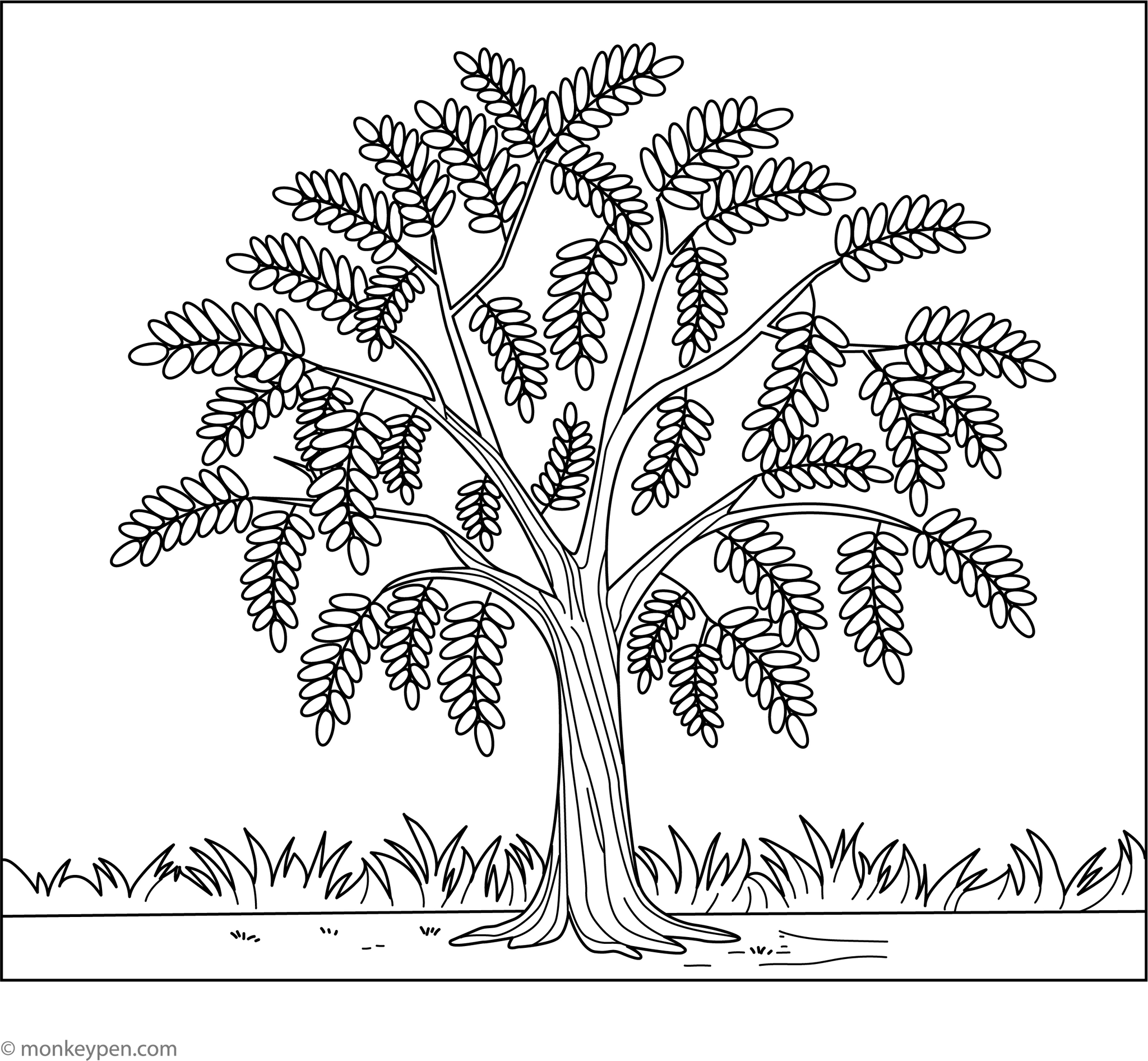 Ashoka Tree Coloring Page - Free Coloring Page Printable
