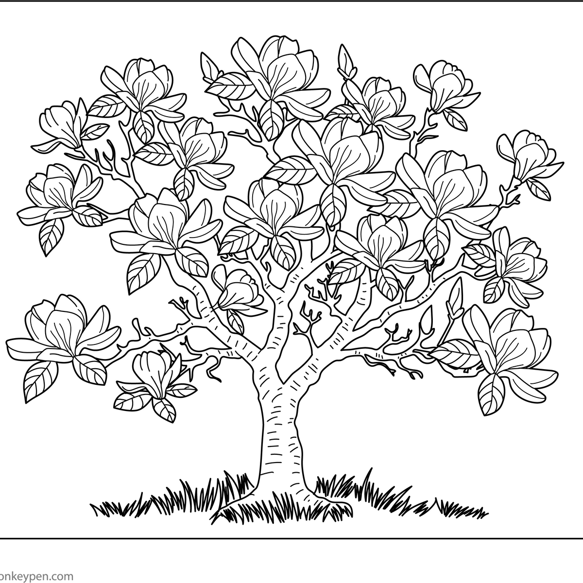 Magnolia Tree Coloring Page – Relaxing Nature Art for Kids to Color