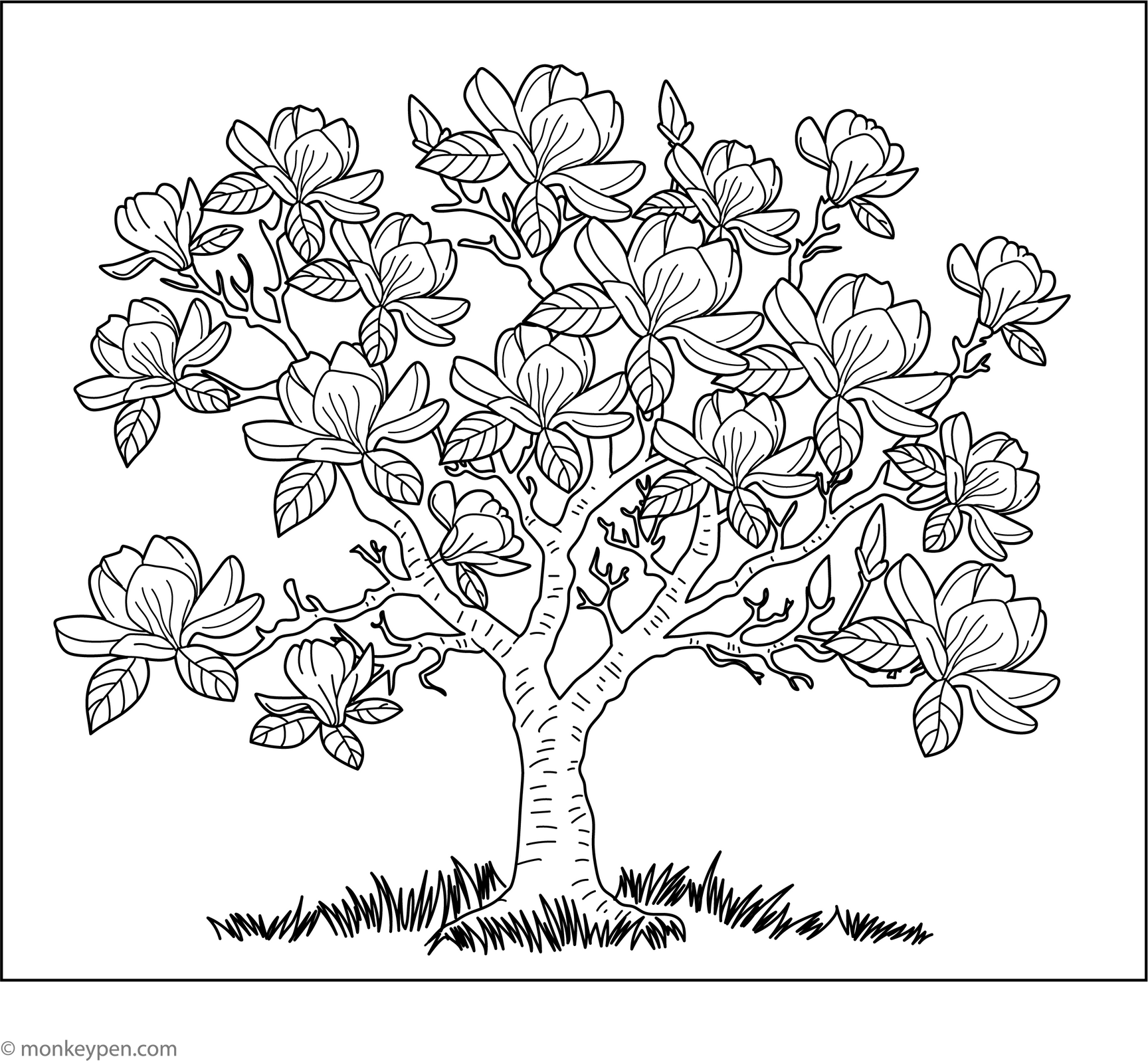 Magnolia Tree Coloring Page – Relaxing Nature Art for Kids to Color