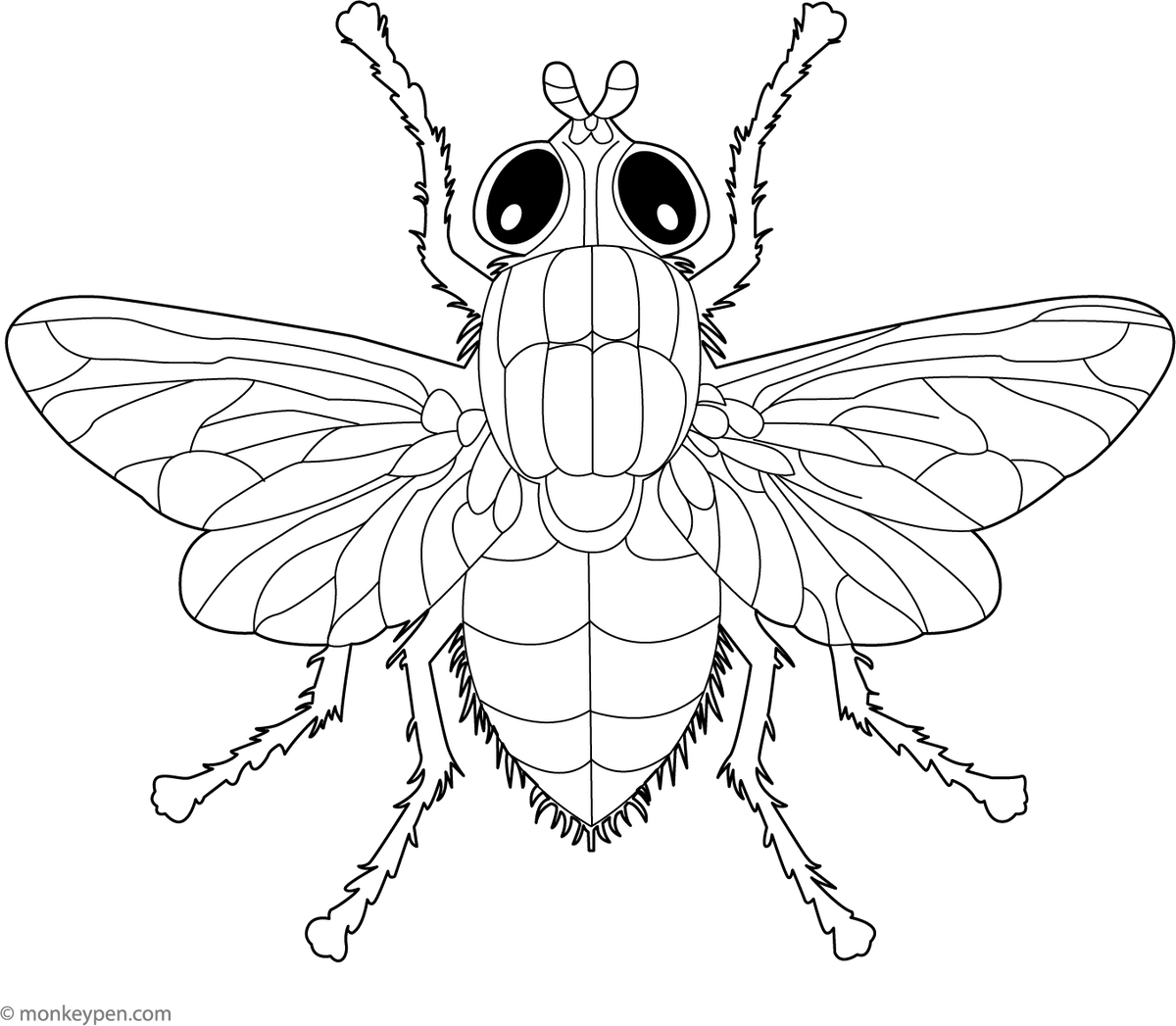 Free Printable House Fly Coloring Page for Kids