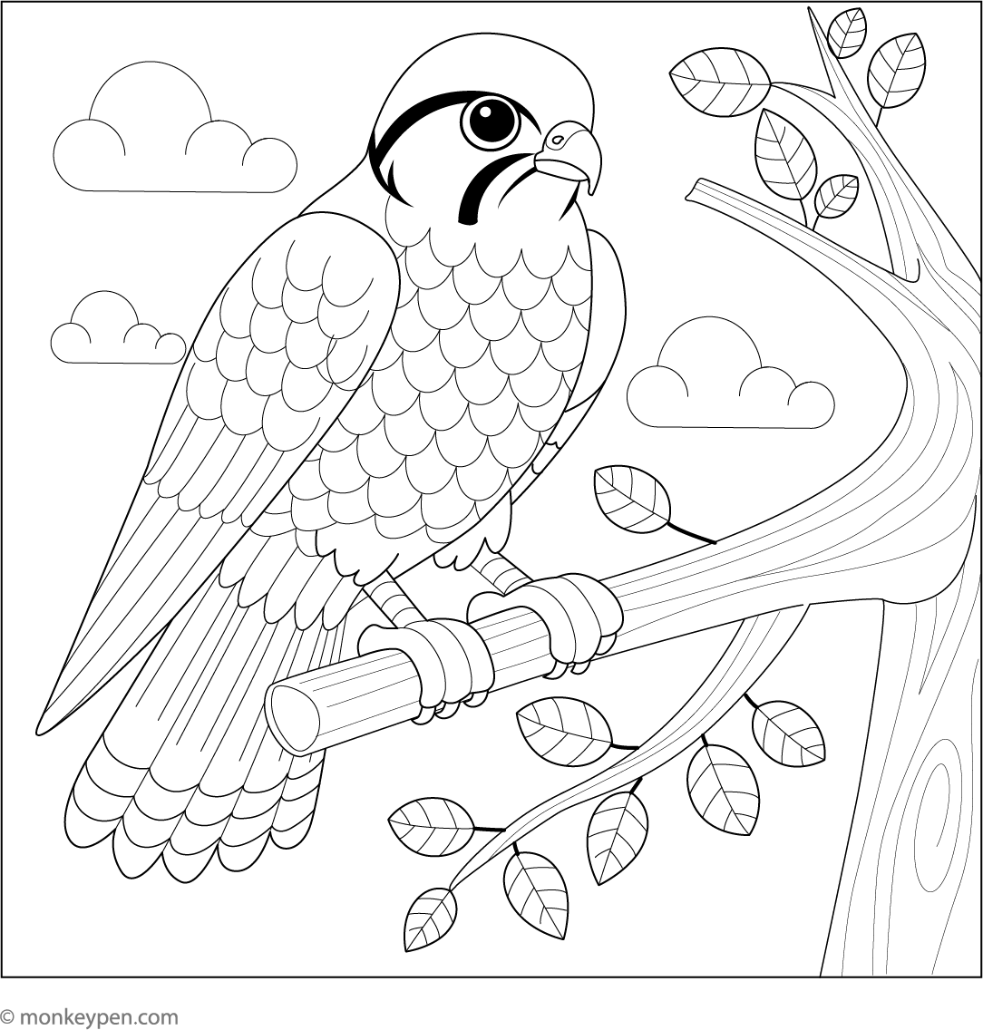 Falcon on Tree Branch Coloring – Educational Bird Art Sheet