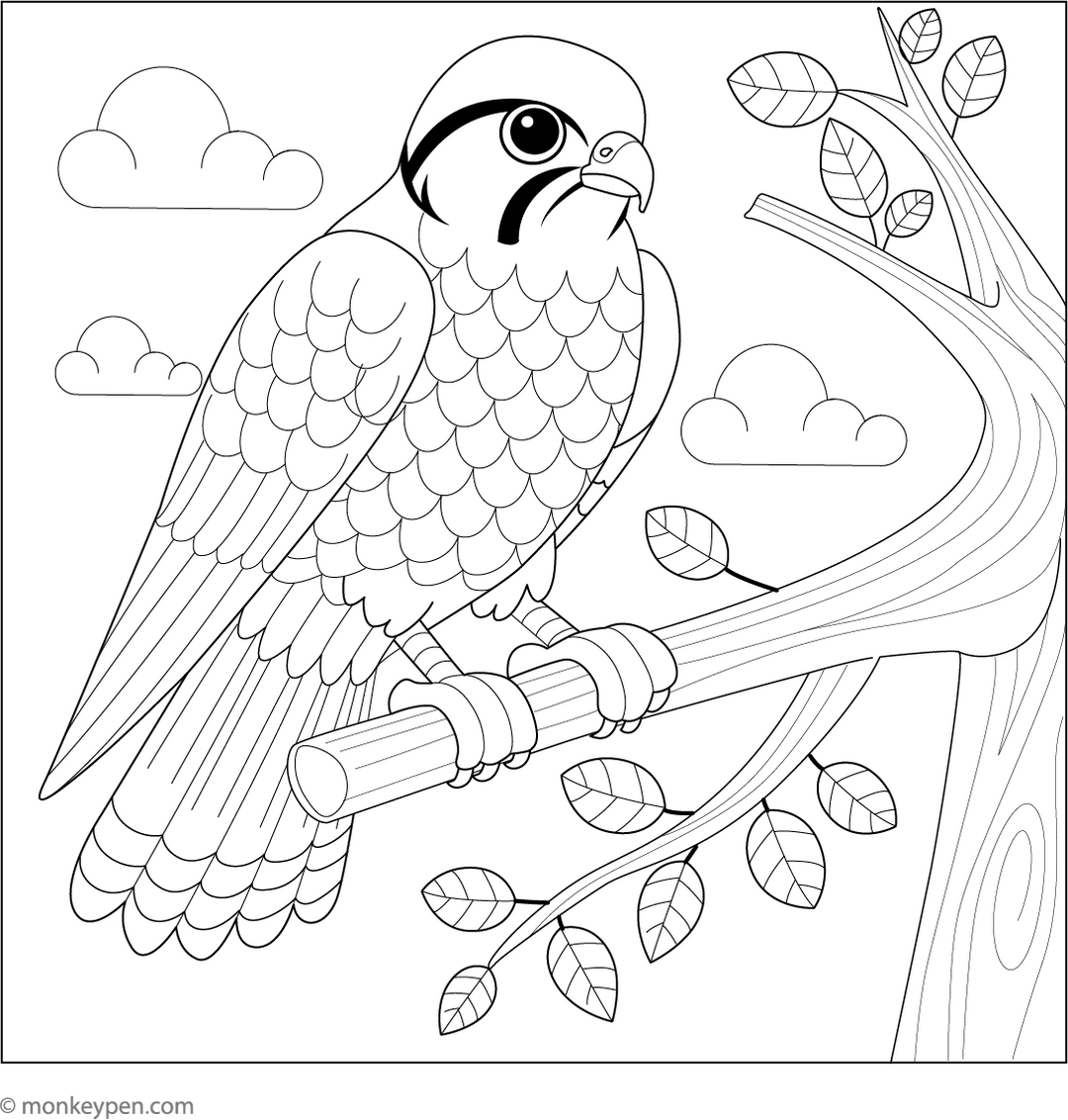 Falcon on Tree Branch Coloring – Educational Bird Art Sheet