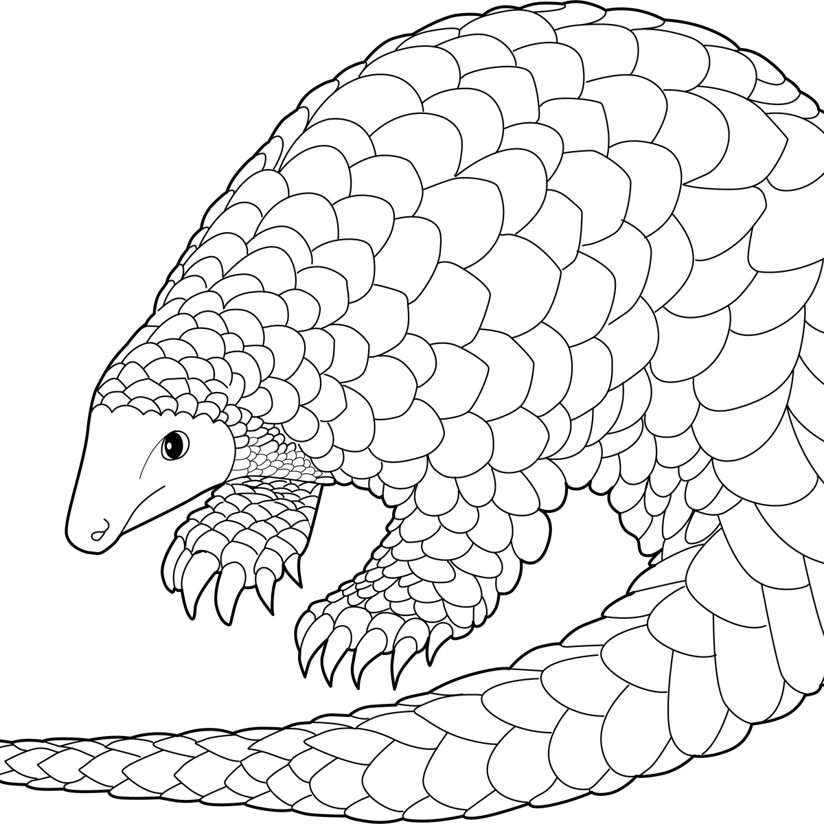 Pangolin Coloring Page