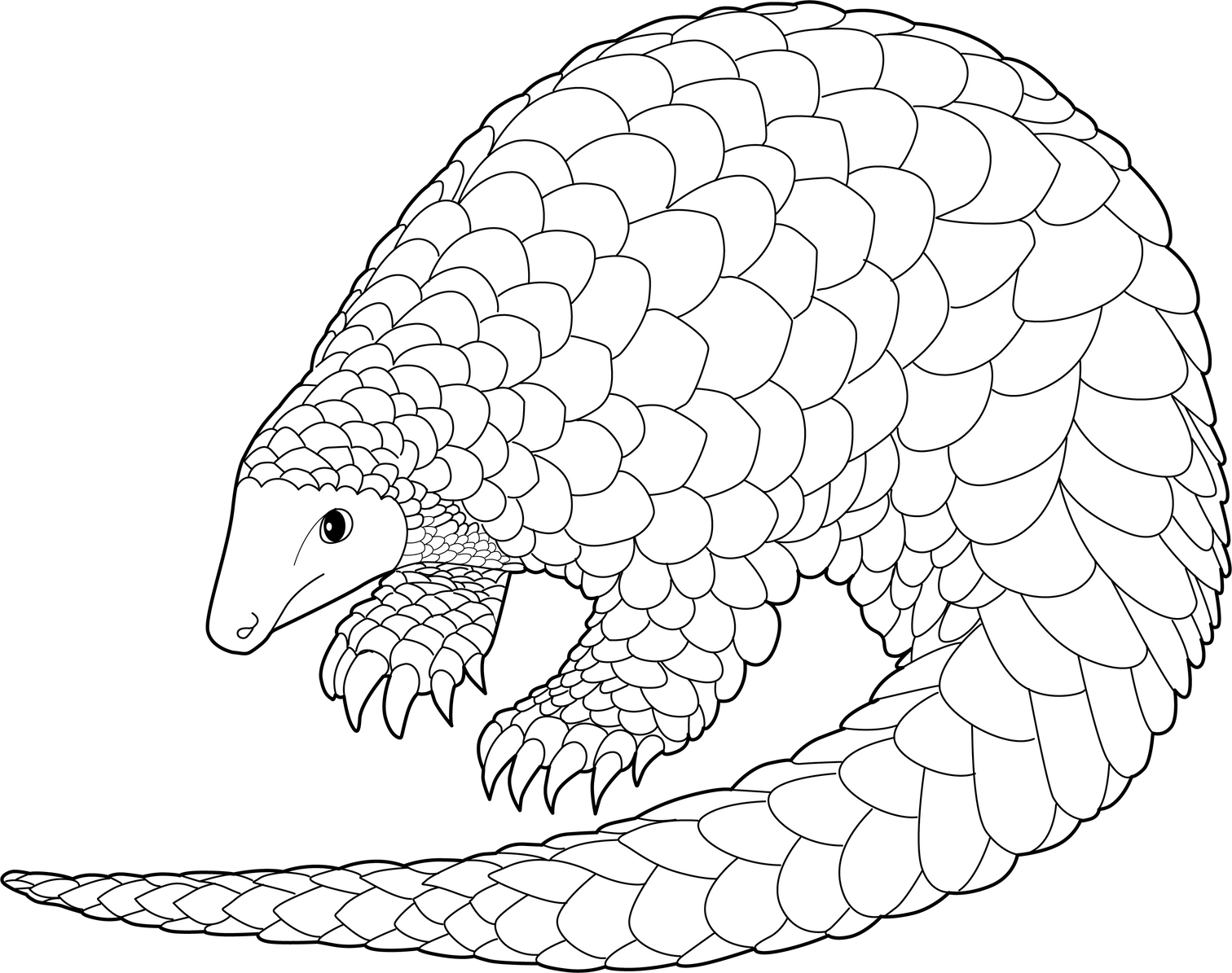 Pangolin Coloring Page