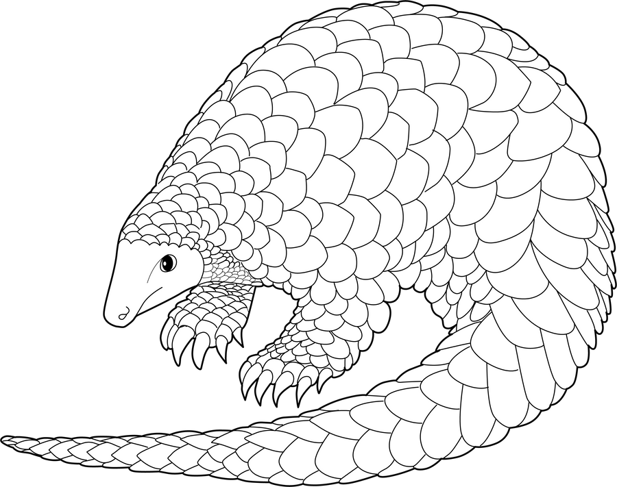 Pangolin Coloring Page