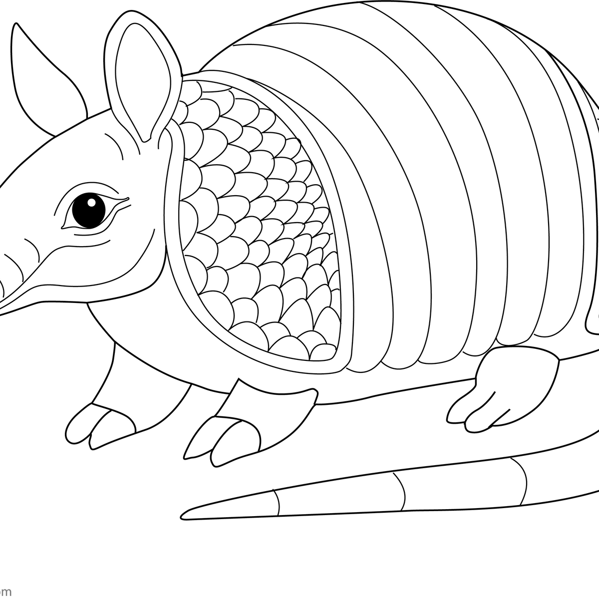 Armadillo Coloring Page – Free Printable for Kids