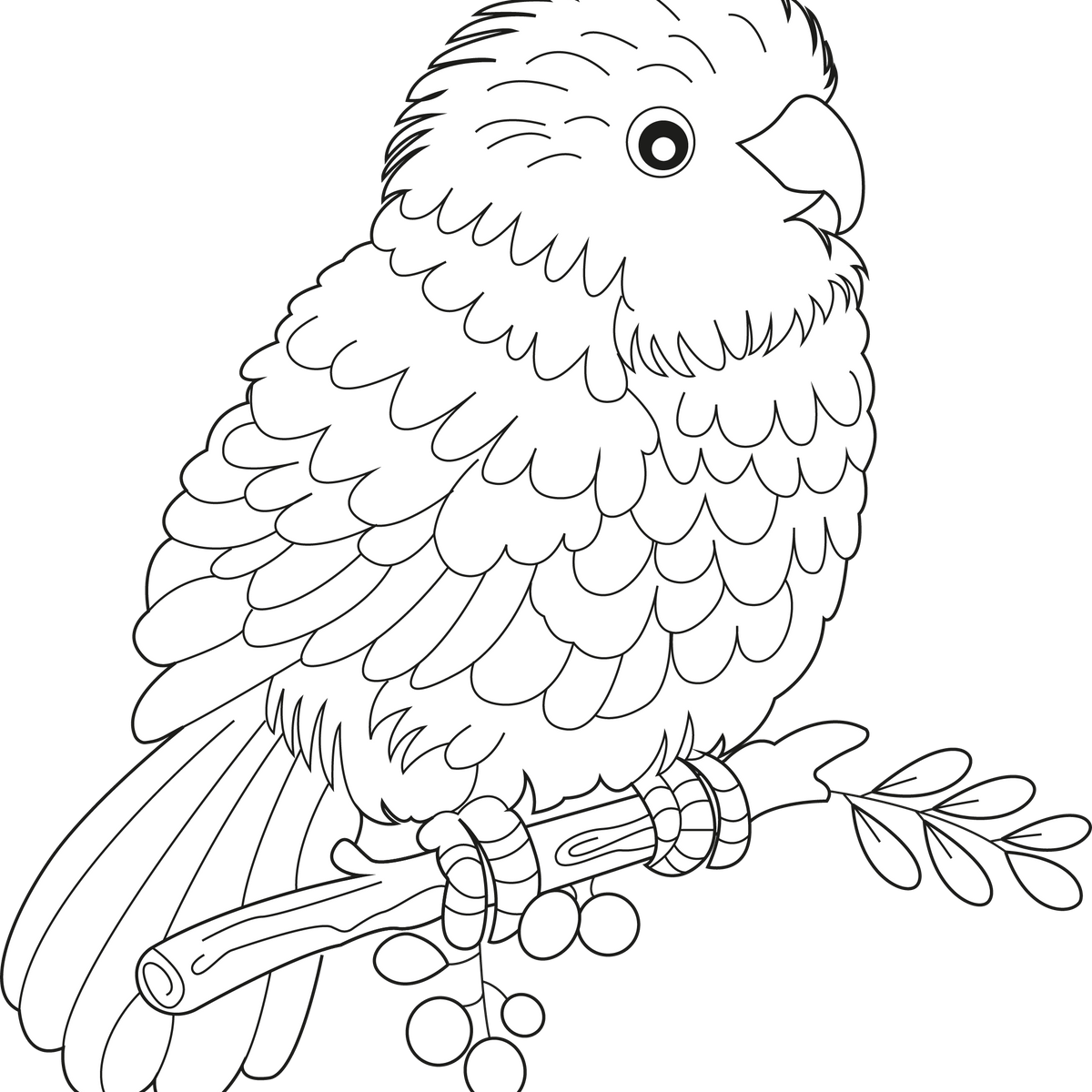 Kakapo - Free Coloring Page Printable PDF
