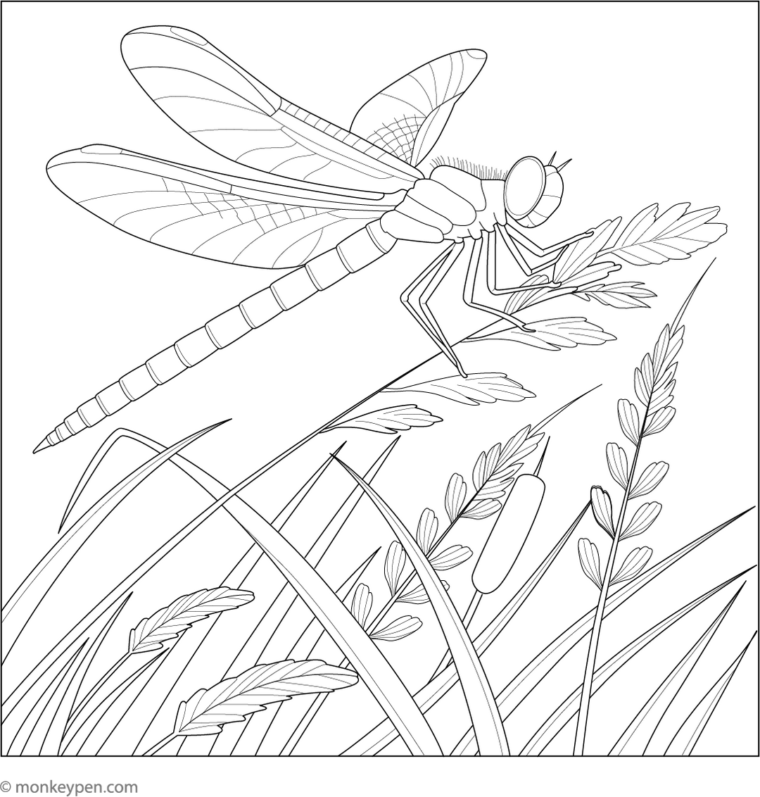 Dragonfly on a Reed - Free Printable Coloring Page PDF