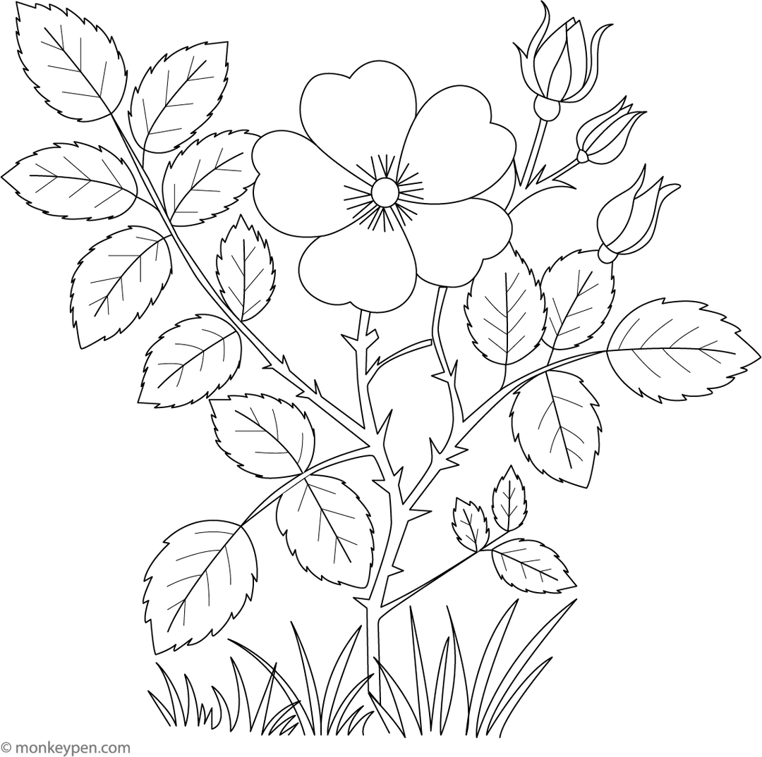 Flower Coloring Pages & Book – Free Printable for Kids