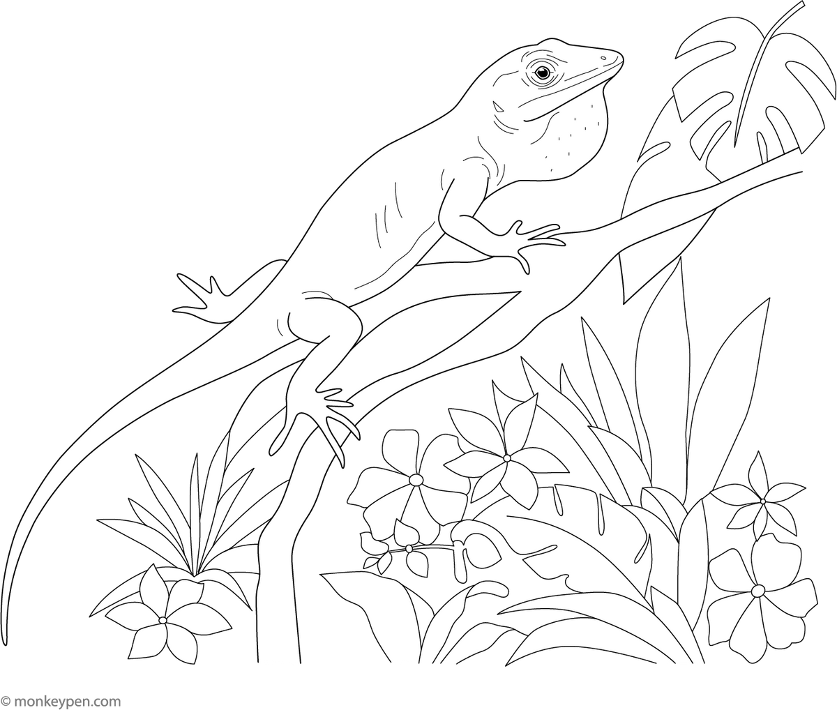 Anole – Free Printable Lizard Coloring Page for Kids