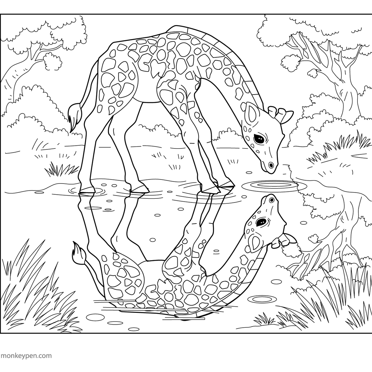 Giraffe and a Puddle | Free Coloring Page PDF