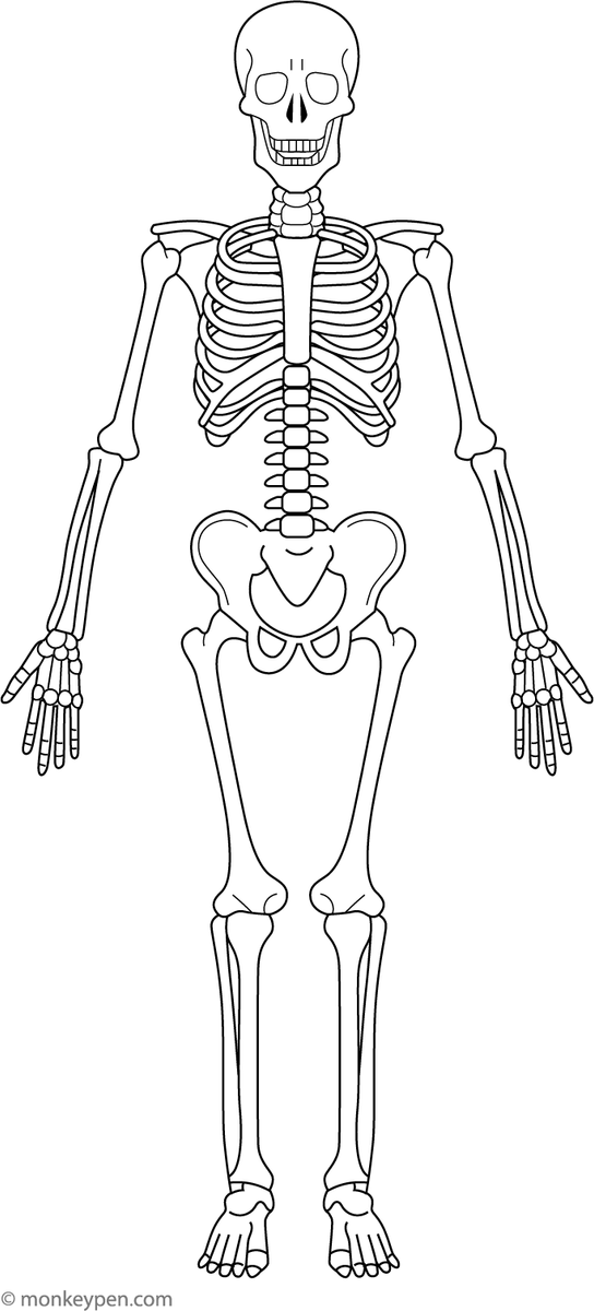 Skeletal System | Free Kids Coloring Page