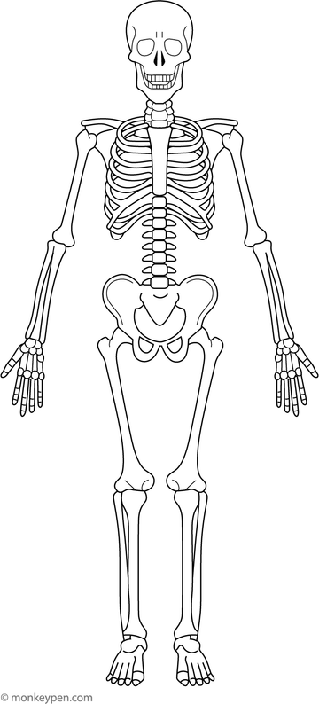 Skeletal System | Free Kids Coloring Page