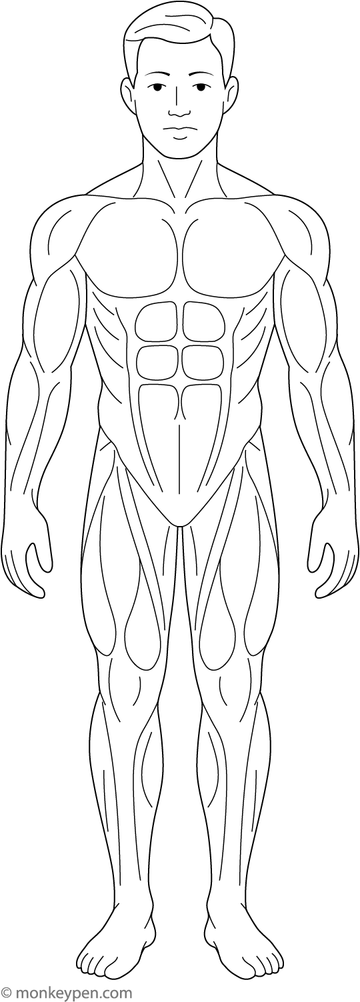 Muscular System | Free Coloring Page Download