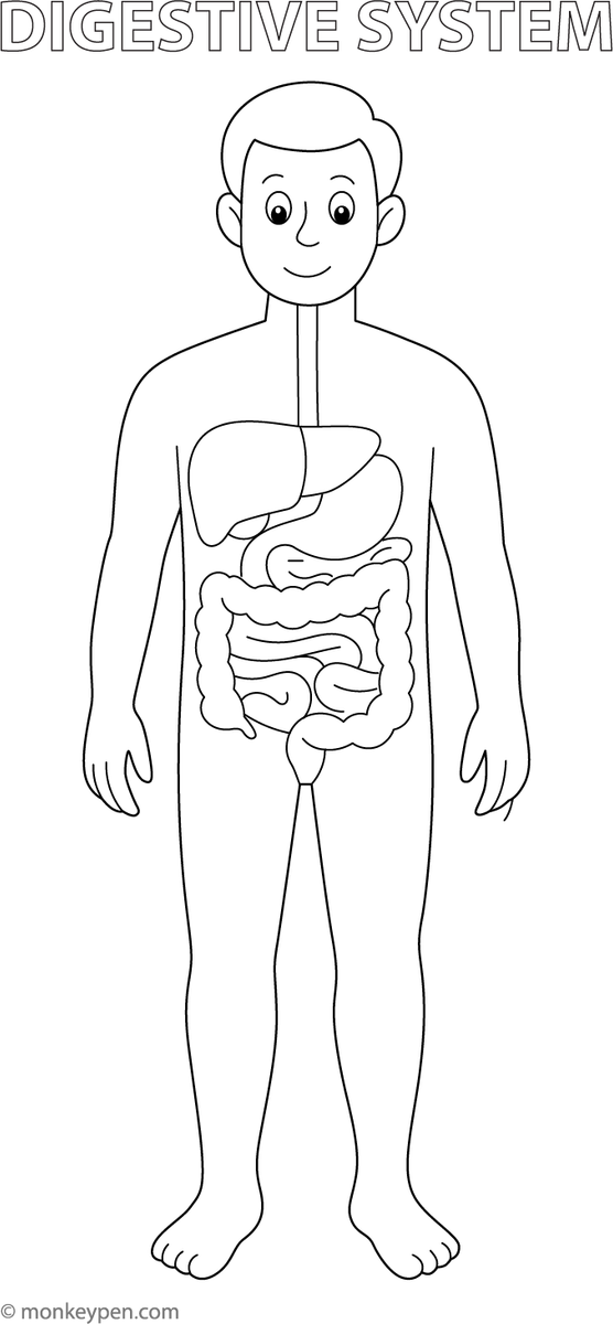 Digestive System | Coloring Page PDF Free Download
