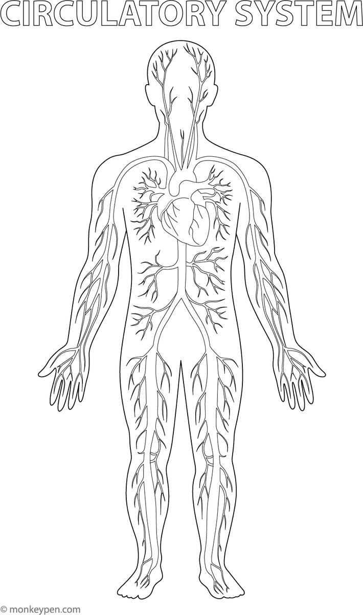 Circulatory System | Free Kids Coloring Page