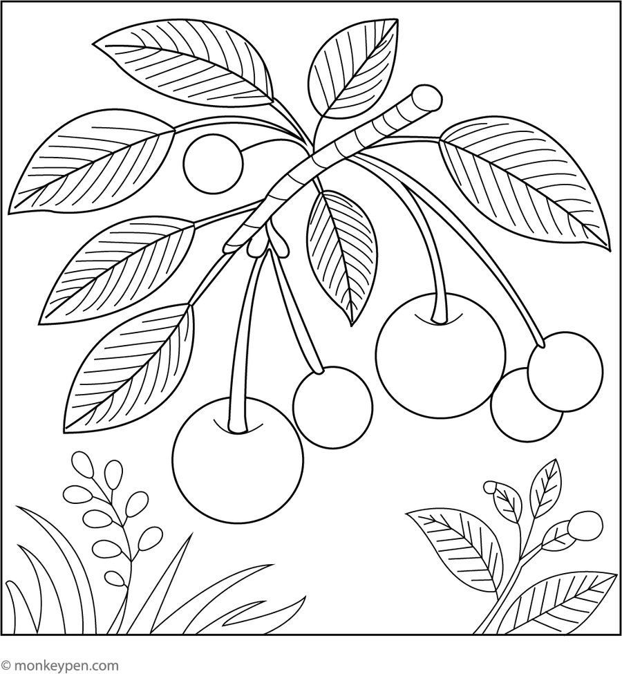 Cherries Hanging on the Branch Free Coloring Page Printable