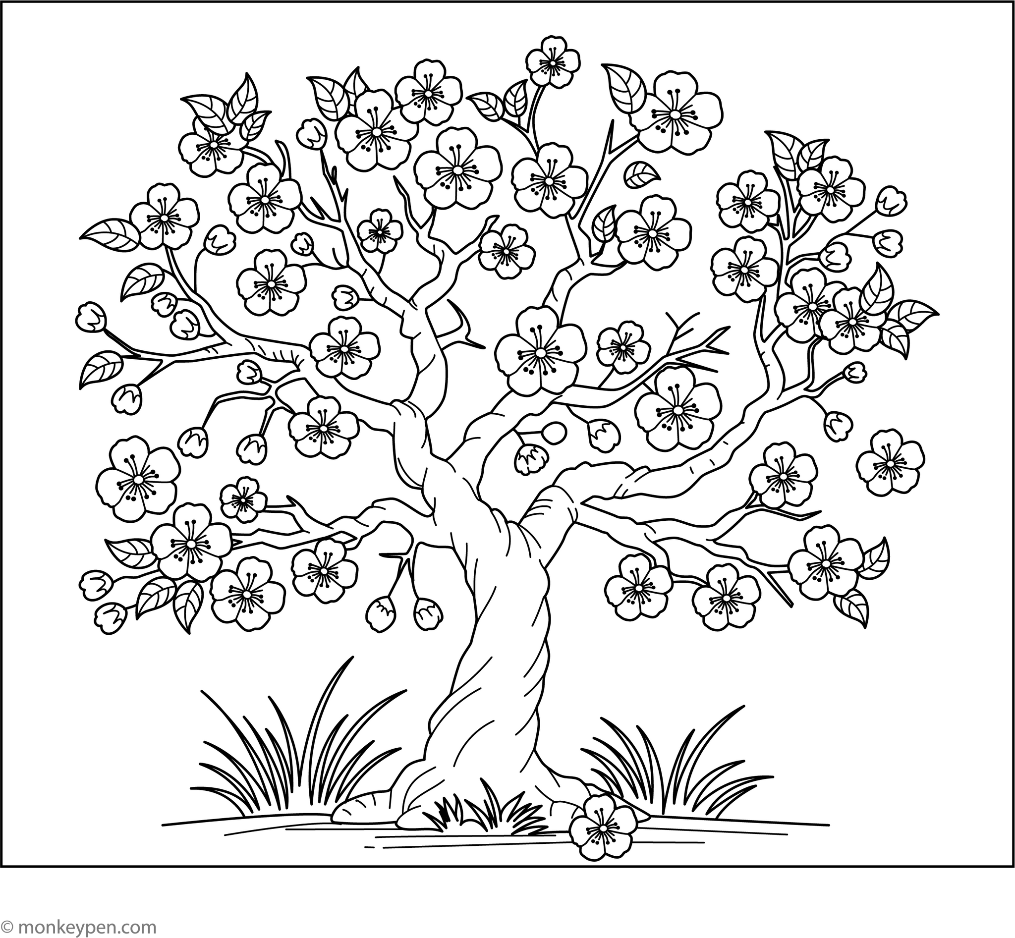 Cherry Blossom Tree Coloring Page